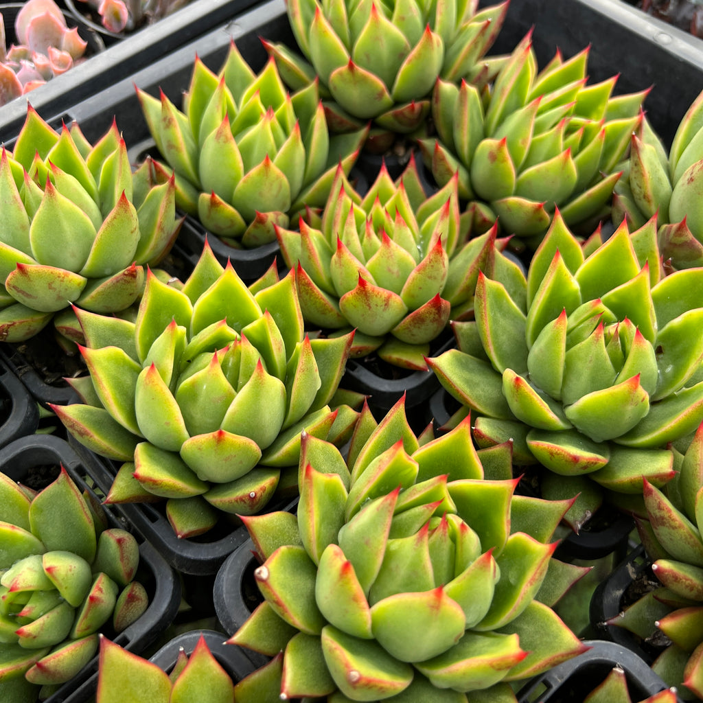 [PACK of 10 PLANTS] x Echeveria Belato - PKJ – LET LOVE GROW (Succulent ...