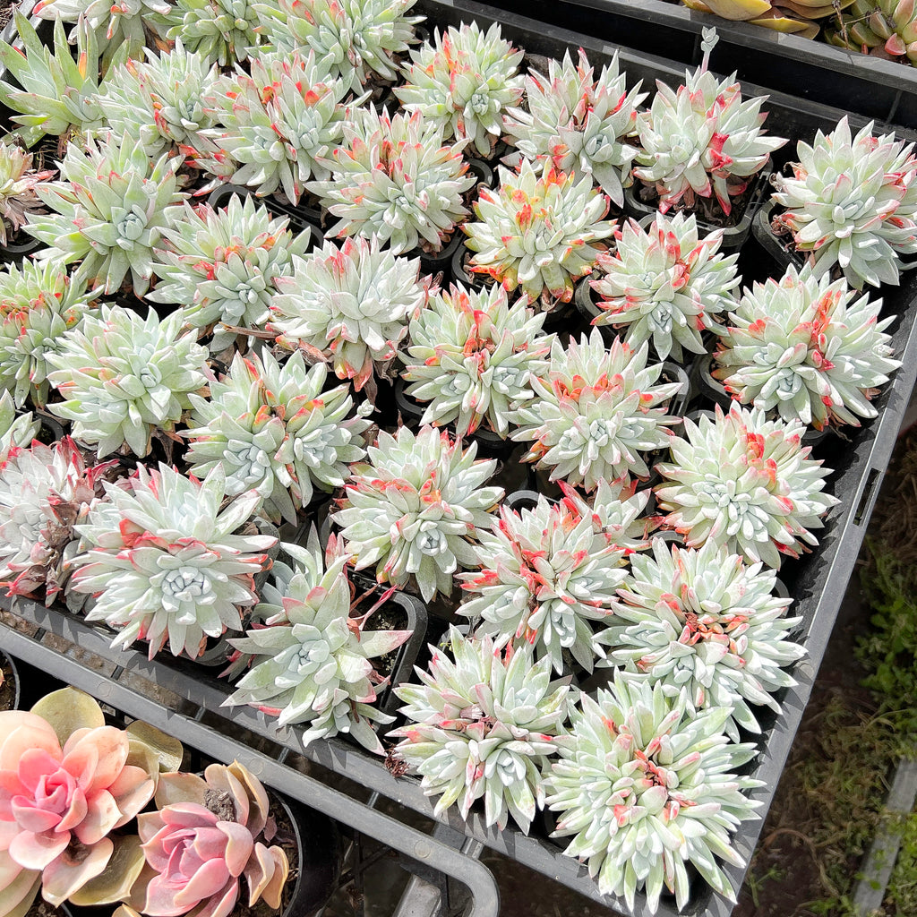 Dudleya gnoma 'White Sprite' (CLUSTER) – LET LOVE GROW (Succulent & Cactus)