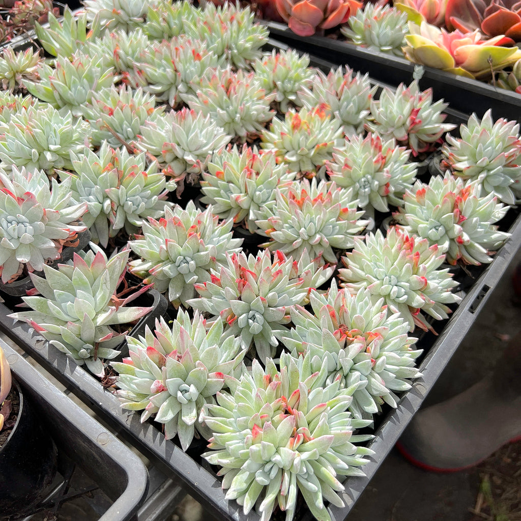 Dudleya gnoma 'White Sprite' (CLUSTER) – LET LOVE GROW (Succulent & Cactus)