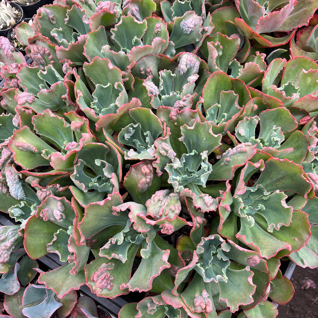 Echeveria 'Mauna Loa' (Bump type Leaf) – LET LOVE GROW (Succulent & Cactus)