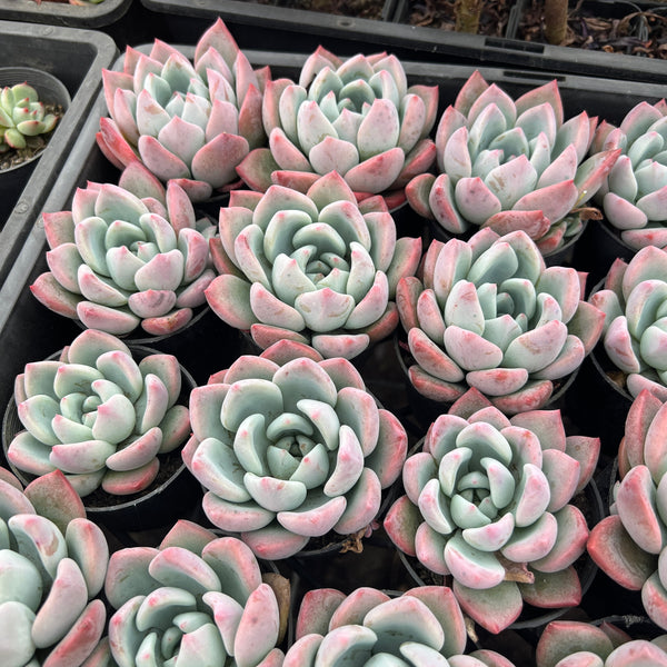 [PACK of 10 PLANTS] x Echeveria 'Matilda' – LET LOVE GROW (Succulent ...