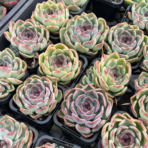 [PACK of 10 PLANTS] x Echeveria 'Purple Rose' – LET LOVE GROW ...