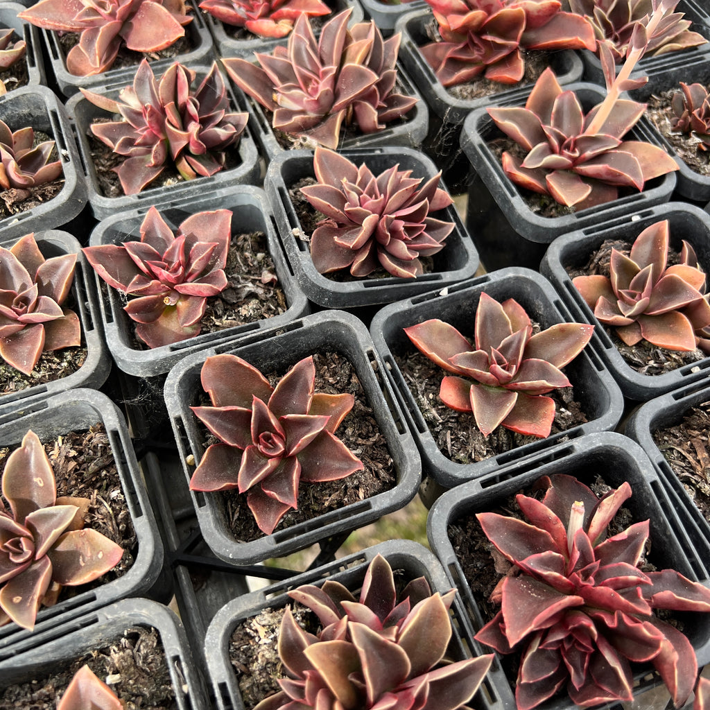 [PACK of 10 PLANTS] x Echeveria racemosa forma. ballard – LET LOVE GROW ...
