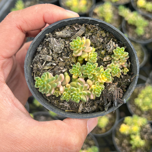 [PACK of 10 PLANTS] x Sedum Golden Rice - Sedum Orizifolium Variegata ...
