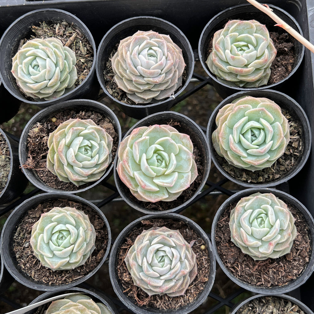 Echeveria 'Pure Love' – LET LOVE GROW (Succulent & Cactus)