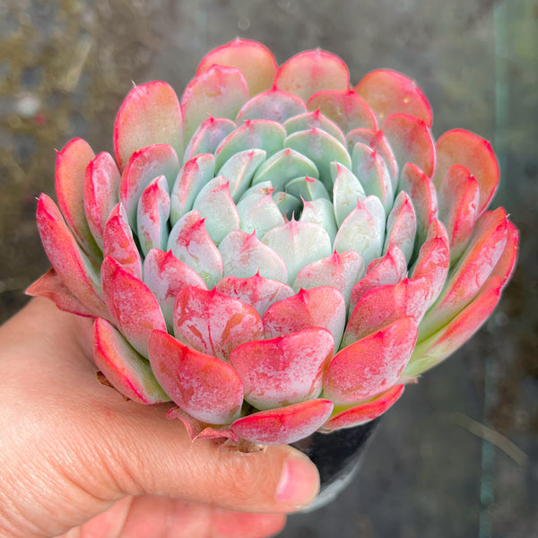 Echeveria 'Princess Alice' – LET LOVE GROW (Succulent & Cactus)
