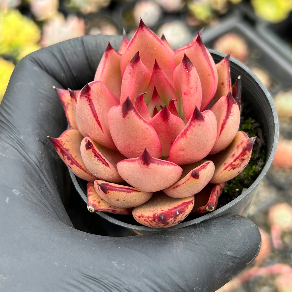 Echeveria agavoides 'Taurus x Romeo' – LET LOVE GROW (Succulent & Cactus)