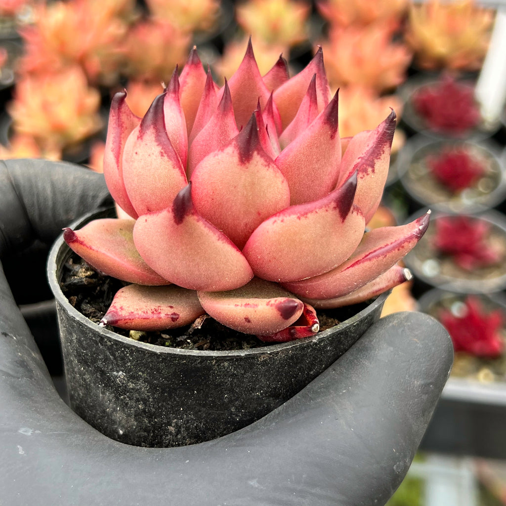 Echeveria agavoides 'Taurus x Romeo' – LET LOVE GROW (Succulent & Cactus)