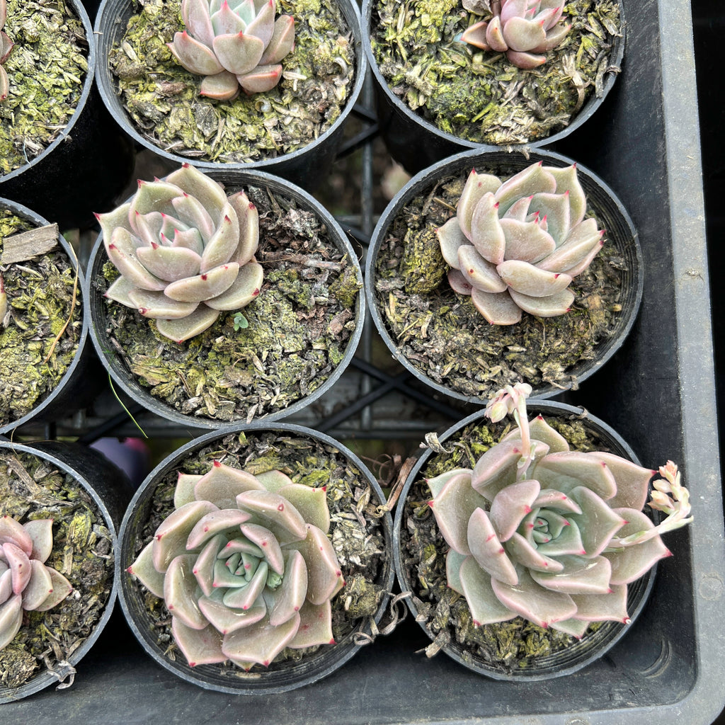 Echeveria 'Ppippi Saeu' - (aka. Ech. Pipi Prawn /Ech. Pipi Shrimp) - K ...