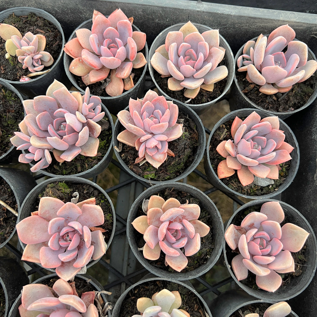 Graptoveria 'Debbie' – LET LOVE GROW (Succulent & Cactus)