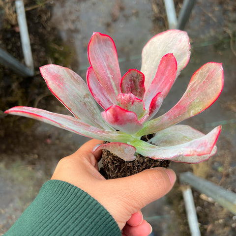 Variegated and Created Plants – LET LOVE GROW (Succulent & Cactus)