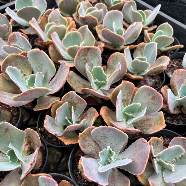 [PACK of 10 PLANTS] x Echeveria 'Pastel' – LET LOVE GROW (Succulent ...