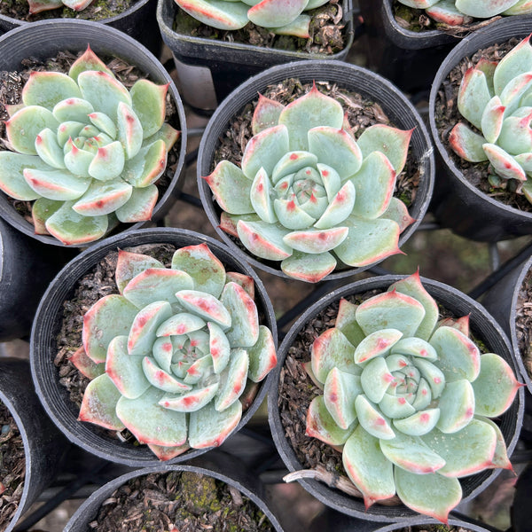 [PACK of 10 PLANTS] x Echeveria casio (original) – LET LOVE GROW ...