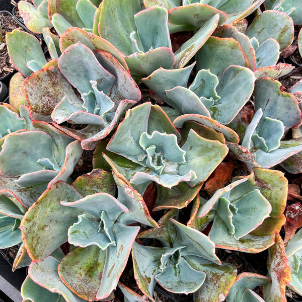 [PACK of 10 PLANTS] x Echeveria 'Barbillion' (Young plant) – LET LOVE ...