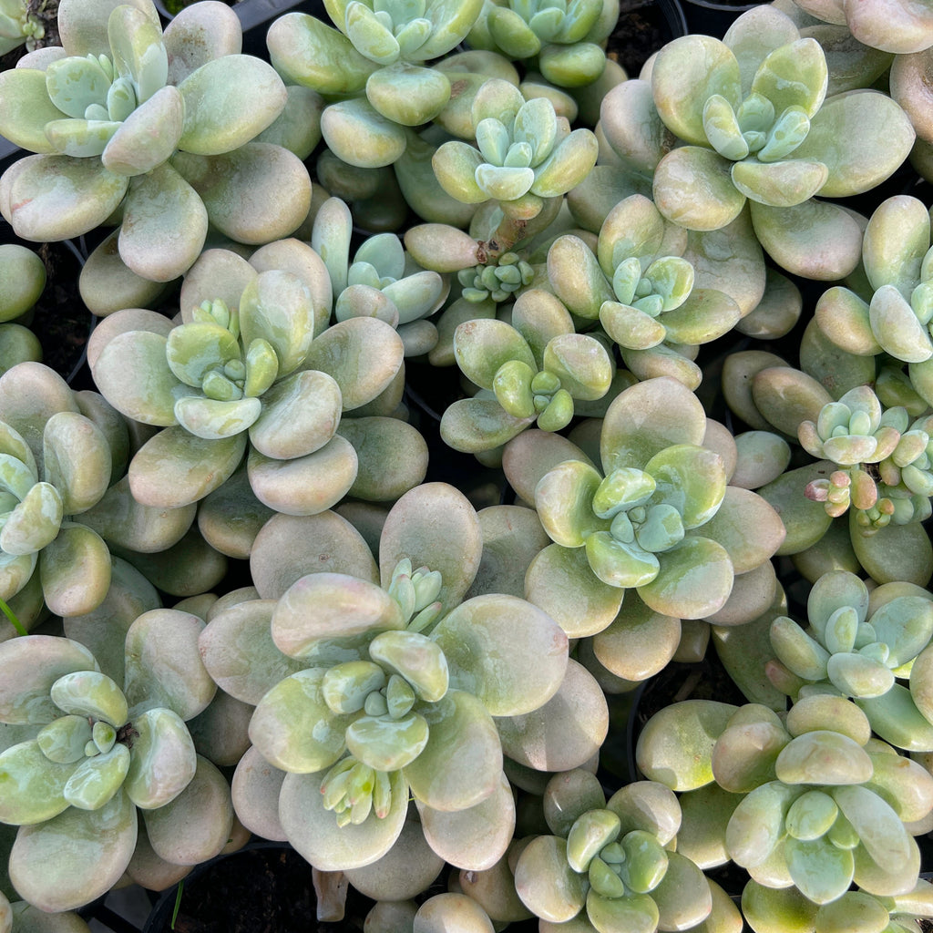 [PACK of 10 PLANTS] x Graptosedum miul – LET LOVE GROW (Succulent & Cactus)