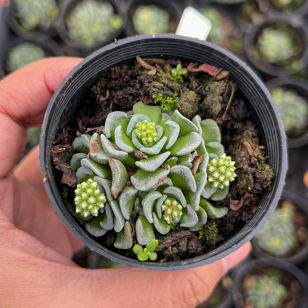 Crassula Celia (has marks) – LET LOVE GROW (Succulent & Cactus)