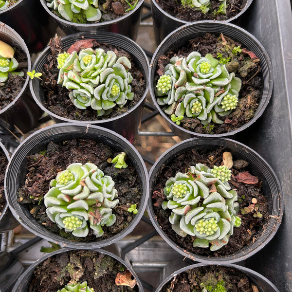 Crassula Celia (has marks) – LET LOVE GROW (Succulent & Cactus)