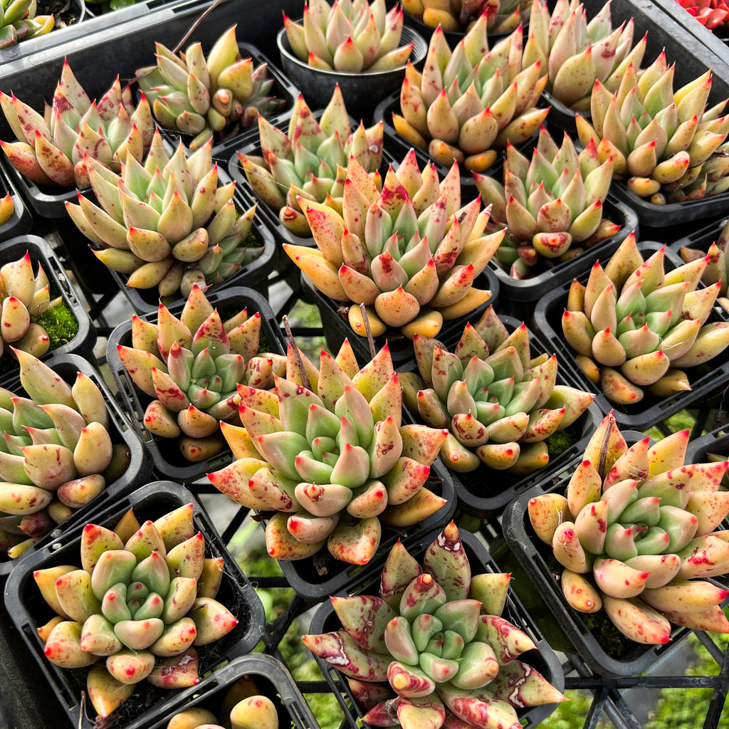 [PACK of 10 PLANTS] x Echeveria psyche – LET LOVE GROW (Succulent & Cactus)