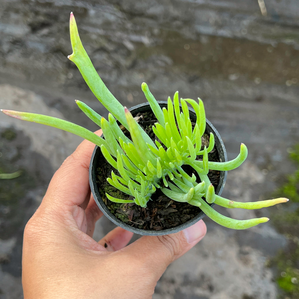 Crested Senecio Vitalis - 'Mermaid's Tail' – LET LOVE GROW (Succulent ...