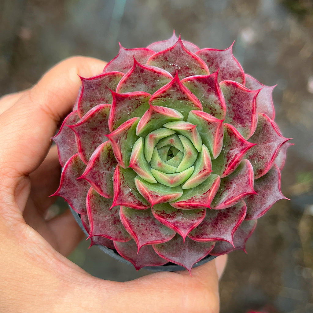 Echeveria Red Wine Queen - Korea Form – LET LOVE GROW (Succulent & Cactus)