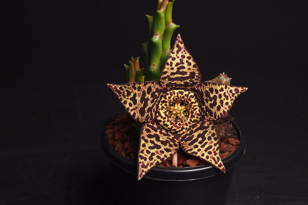 Stapelia Orbea Variegata (Starfish Flower) – LET LOVE GROW (Succulent ...