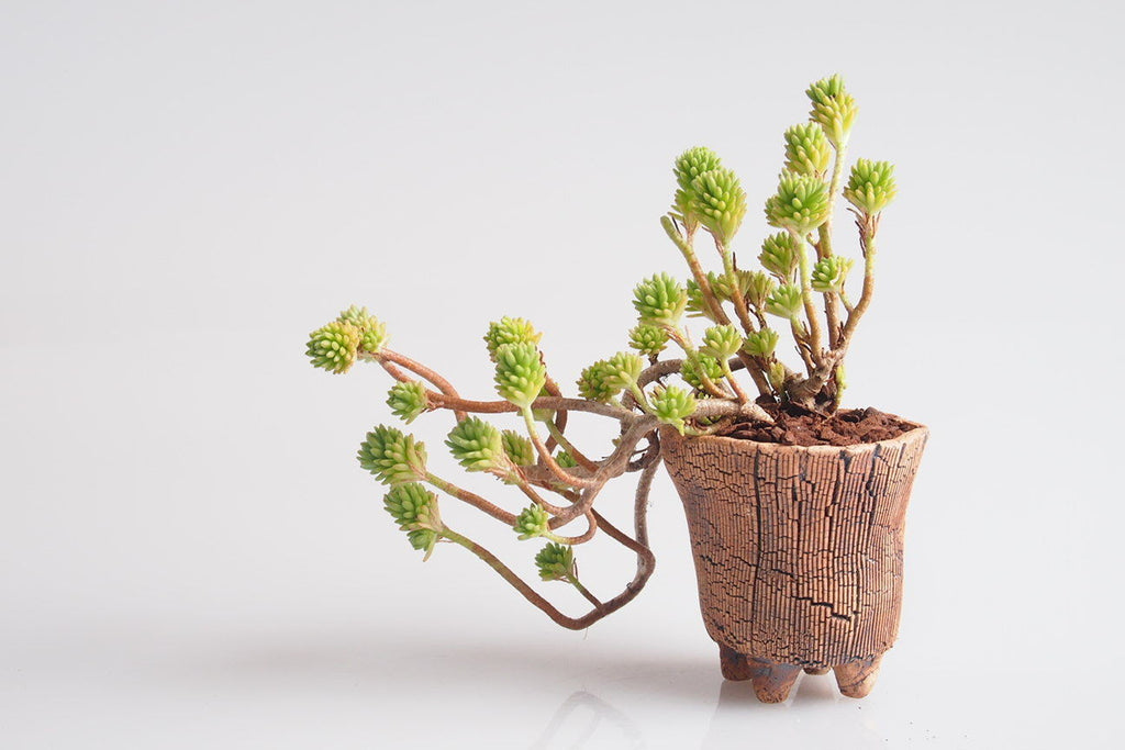 Sedum 'Multiceps' – LET LOVE GROW (Succulent & Cactus)