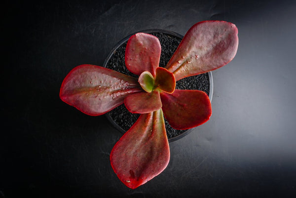 Echeveria 'Fireball' (1 x CUTTING) – LET LOVE GROW (Succulent & Cactus)