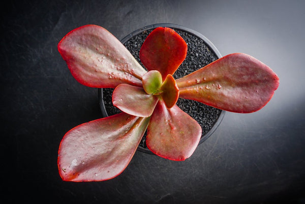 Echeveria 'Fireball' (1 x CUTTING) – LET LOVE GROW (Succulent & Cactus)