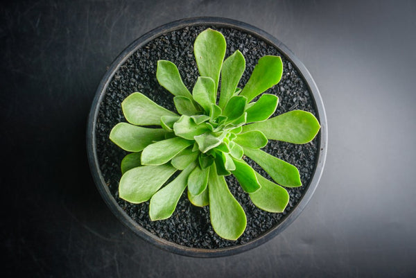 Aeonium 'Balsamiferum' (aka. Aeo. Goblin)(1x CUTTING) – LET LOVE GROW ...