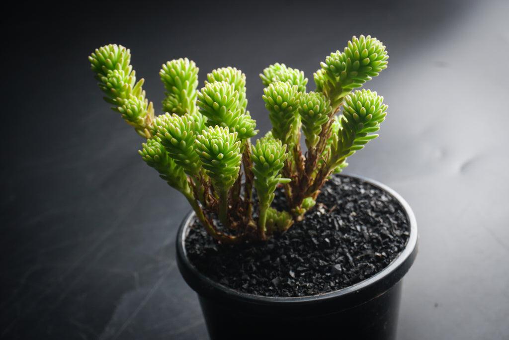 Sedum 'Multiceps' – LET LOVE GROW (Succulent & Cactus)