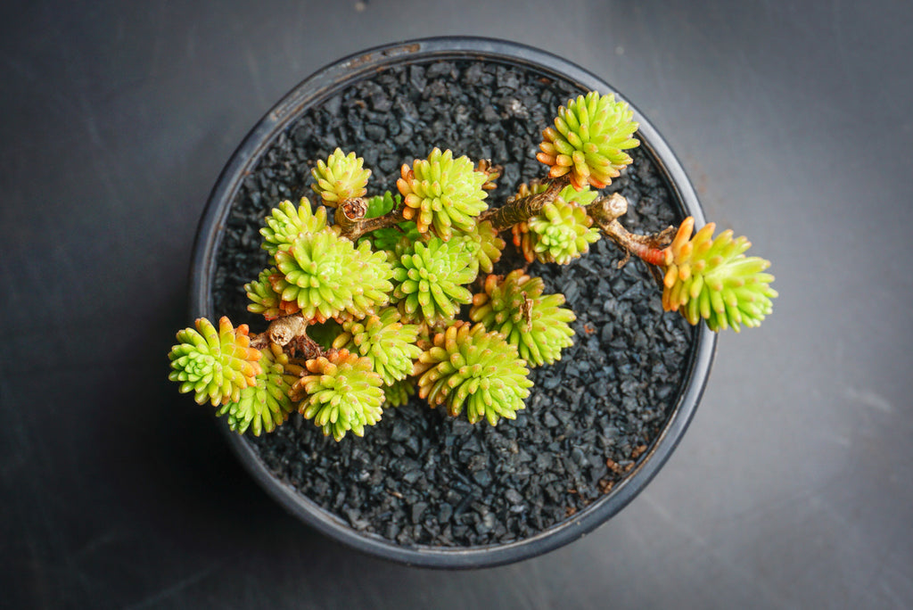 Sedum 'Multiceps' – LET LOVE GROW (Succulent & Cactus)