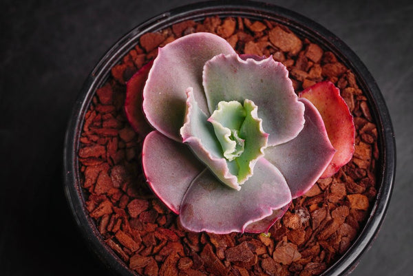 Echeveria 'Bumps' (Bump leaf ) – LET LOVE GROW (Succulent & Cactus)