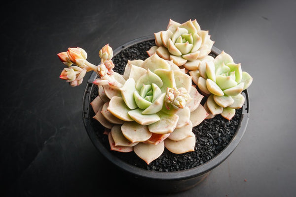 Graptoveria cv. 'Titubans' – LET LOVE GROW (Succulent & Cactus)