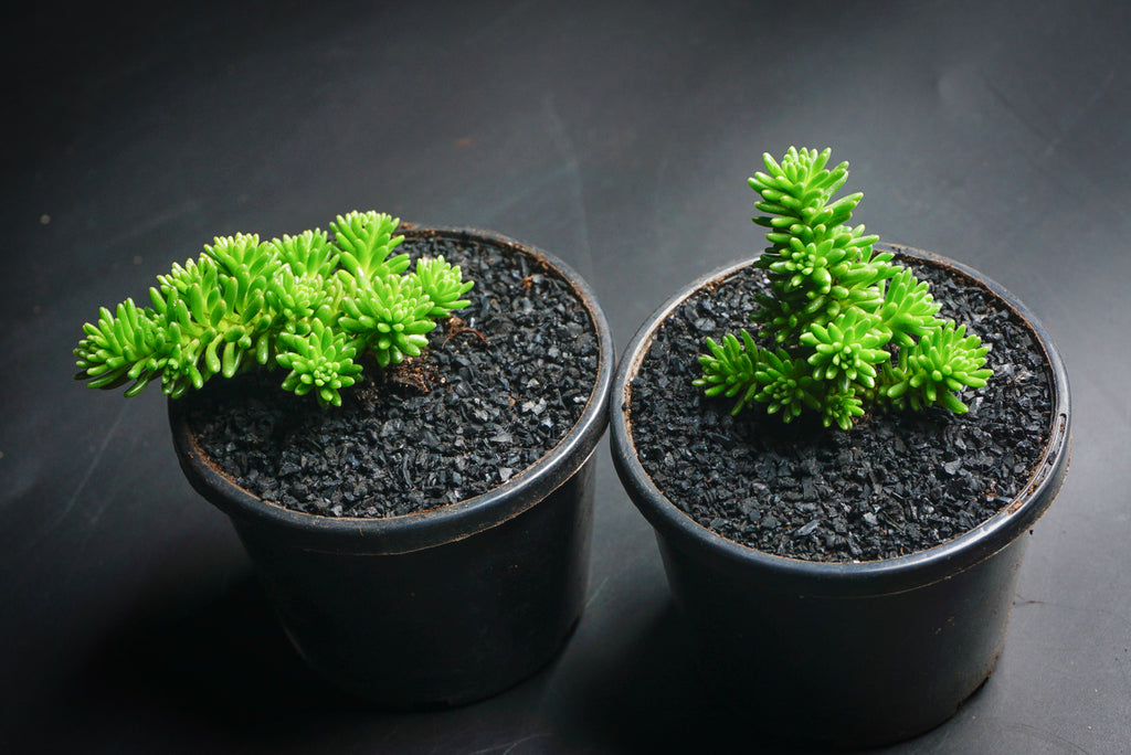 Sedum 'Multiceps' – LET LOVE GROW (Succulent & Cactus)