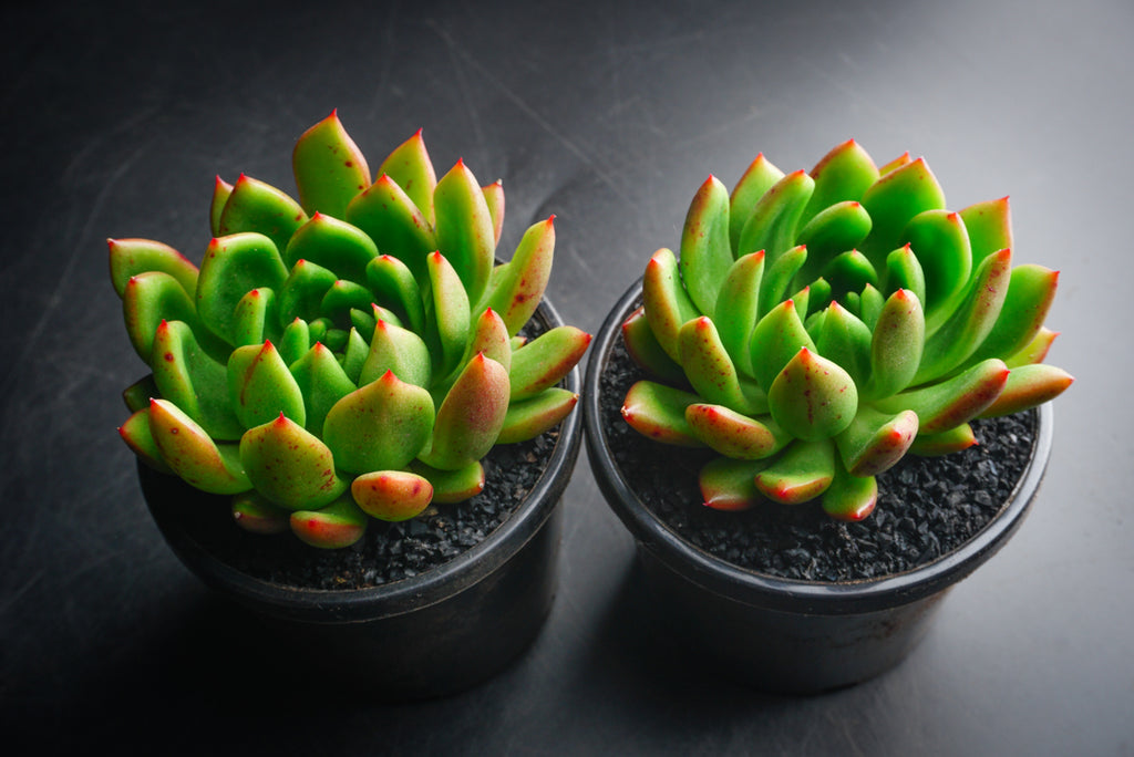 Echeveria agavoides 'Jade Point' – LET LOVE GROW (Succulent & Cactus)