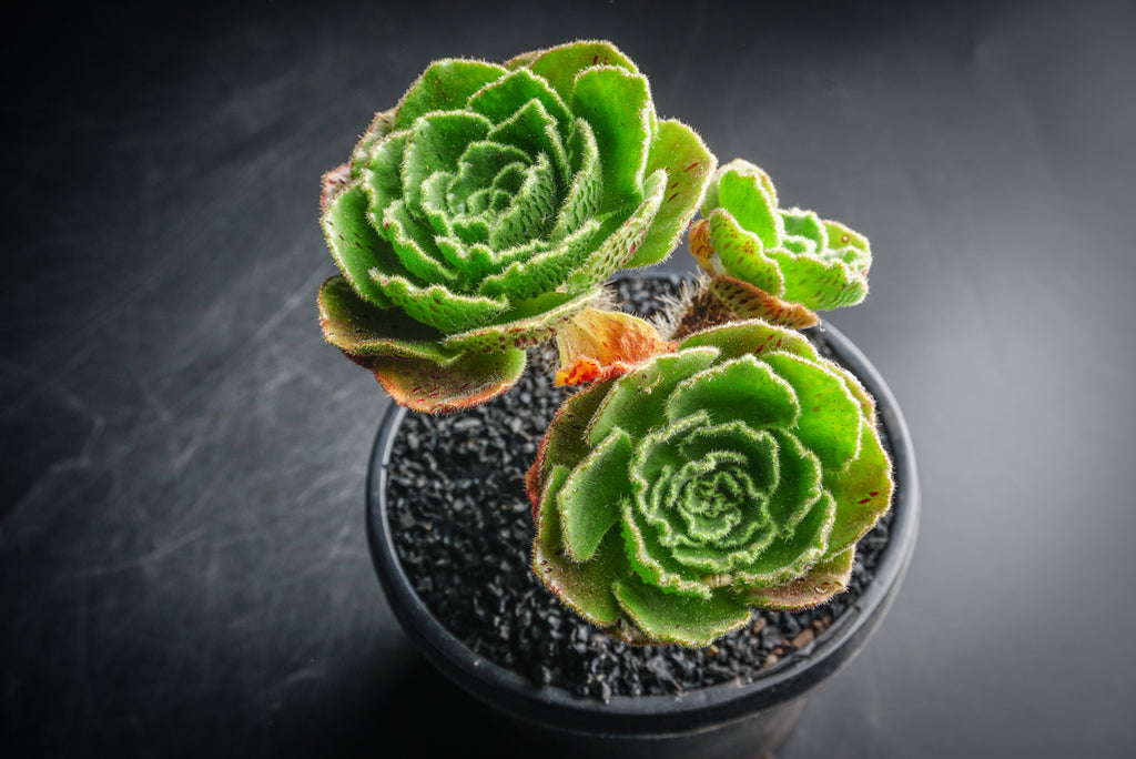 Aeonium smithii – LET LOVE GROW (Succulent & Cactus)