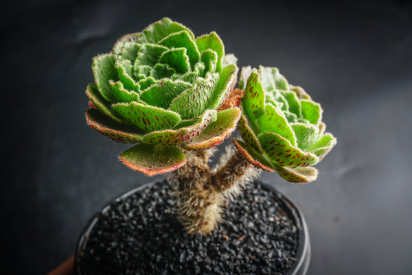 Aeonium smithii – LET LOVE GROW (Succulent & Cactus)