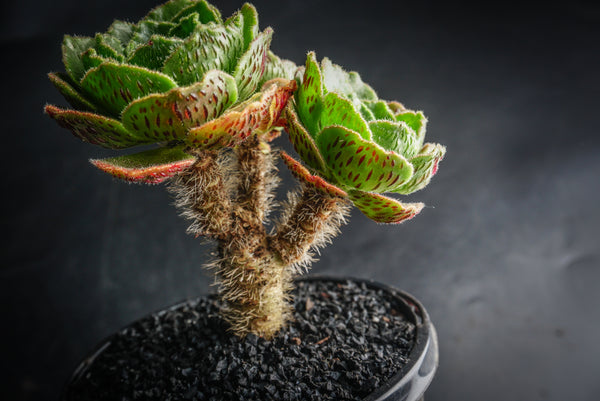 Aeonium smithii – LET LOVE GROW (Succulent & Cactus)