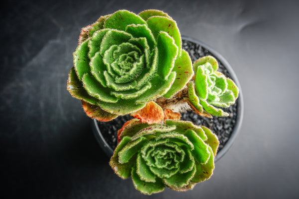 Aeonium smithii – LET LOVE GROW (Succulent & Cactus)