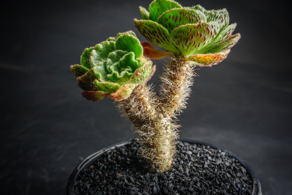 Aeonium smithii – LET LOVE GROW (Succulent & Cactus)