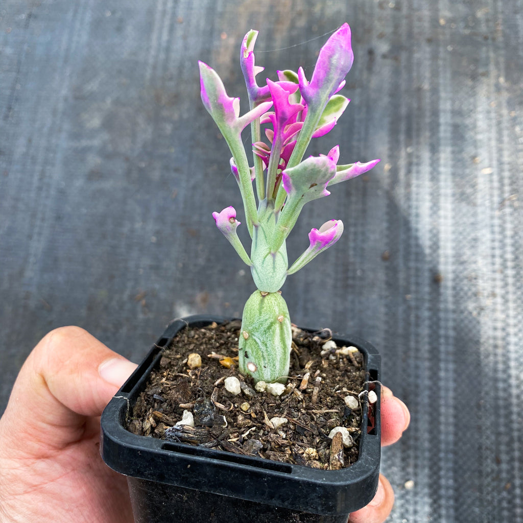 Senecio articulatus f. variegatus ( VARIEGATED CANDLE PLANT ) – LET ...