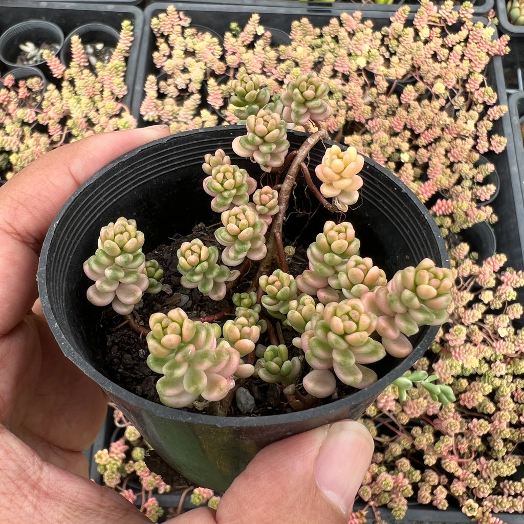 Sedum Golden Rice - Sedum Orizifolium Variegata – LET LOVE GROW ...