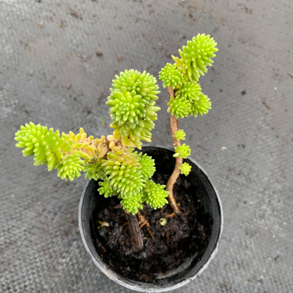 Sedum 'Multiceps' – LET LOVE GROW (Succulent & Cactus)