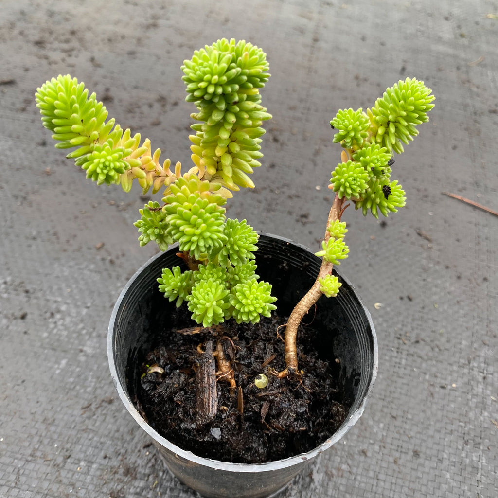 Sedum 'Multiceps' – LET LOVE GROW (Succulent & Cactus)
