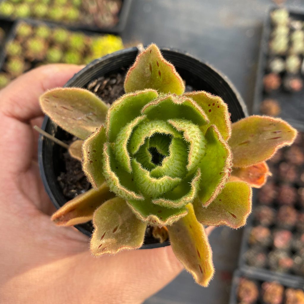 Aeonium smithii – LET LOVE GROW (Succulent & Cactus)