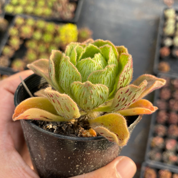 Aeonium smithii – LET LOVE GROW (Succulent & Cactus)