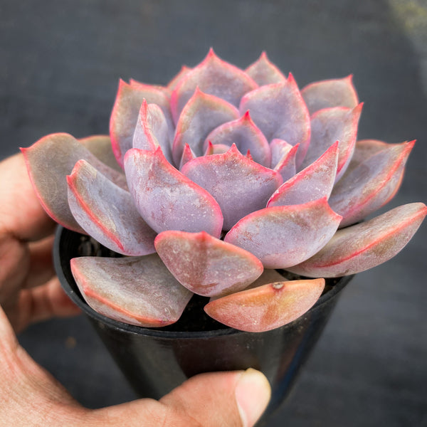 Echeveria 'Orion' – LET LOVE GROW (Succulent & Cactus)