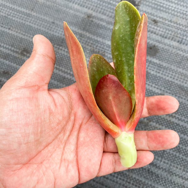 Echeveria 'Fireball' (1 x CUTTING) – LET LOVE GROW (Succulent & Cactus)
