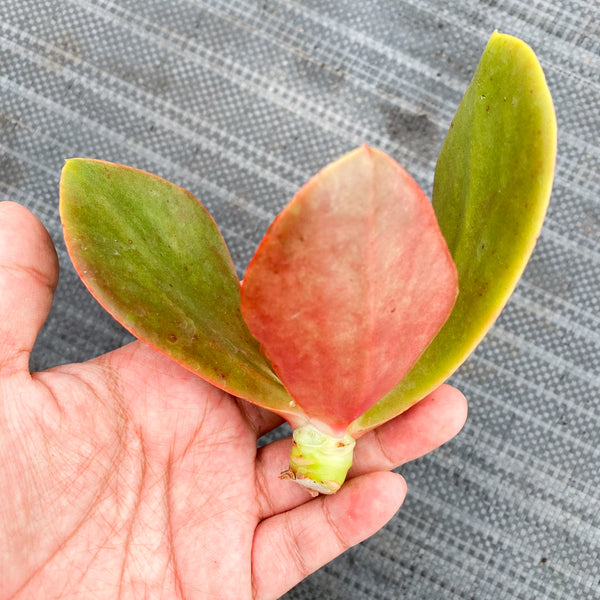 Echeveria 'Fireball' (1 x CUTTING) – LET LOVE GROW (Succulent & Cactus)