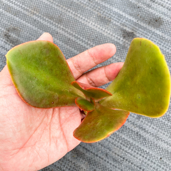 Echeveria 'Fireball' (1 x CUTTING) – LET LOVE GROW (Succulent & Cactus)